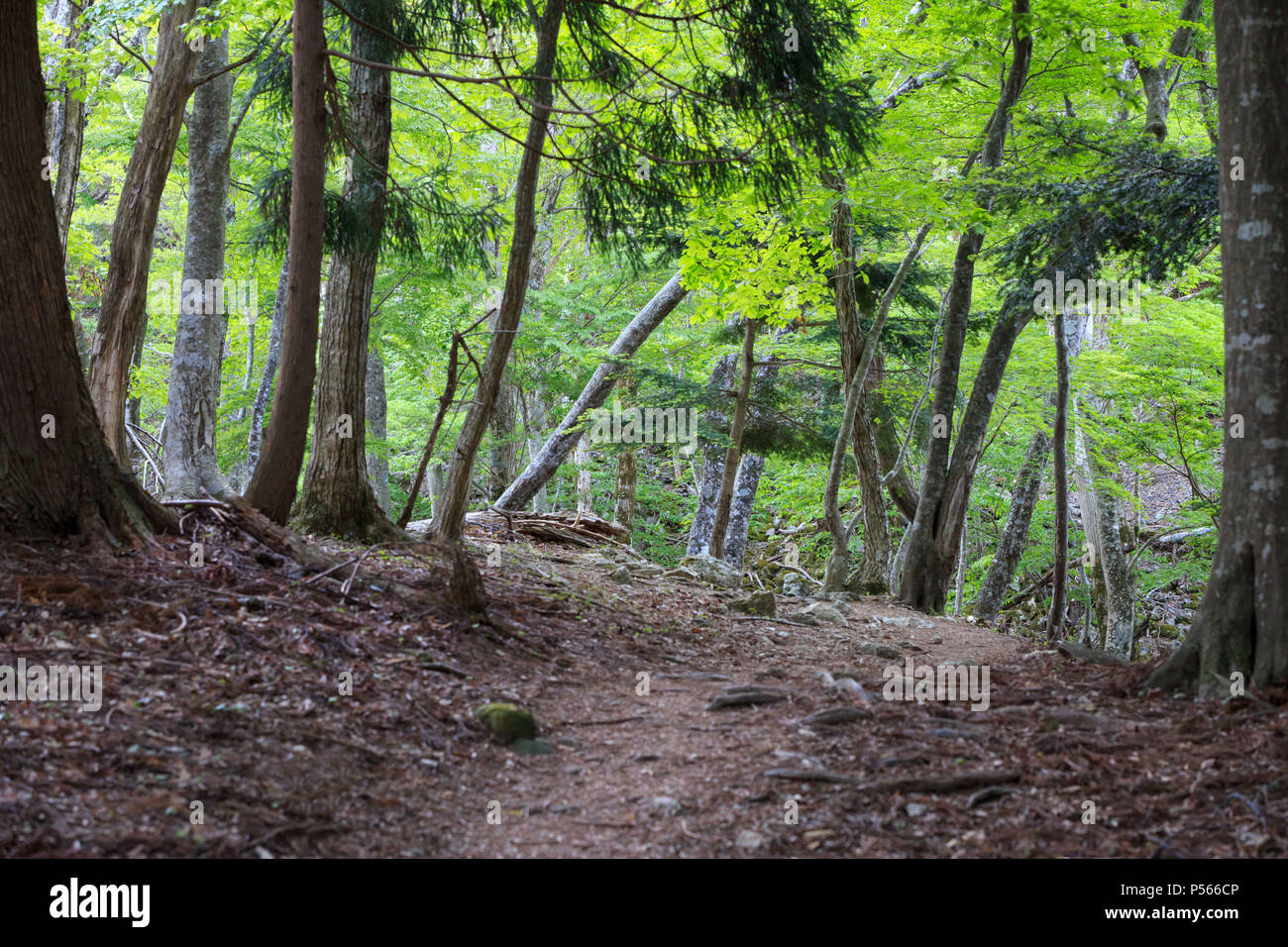 Dirt trail under bright green summer leaves in Japanese mountain forest ...