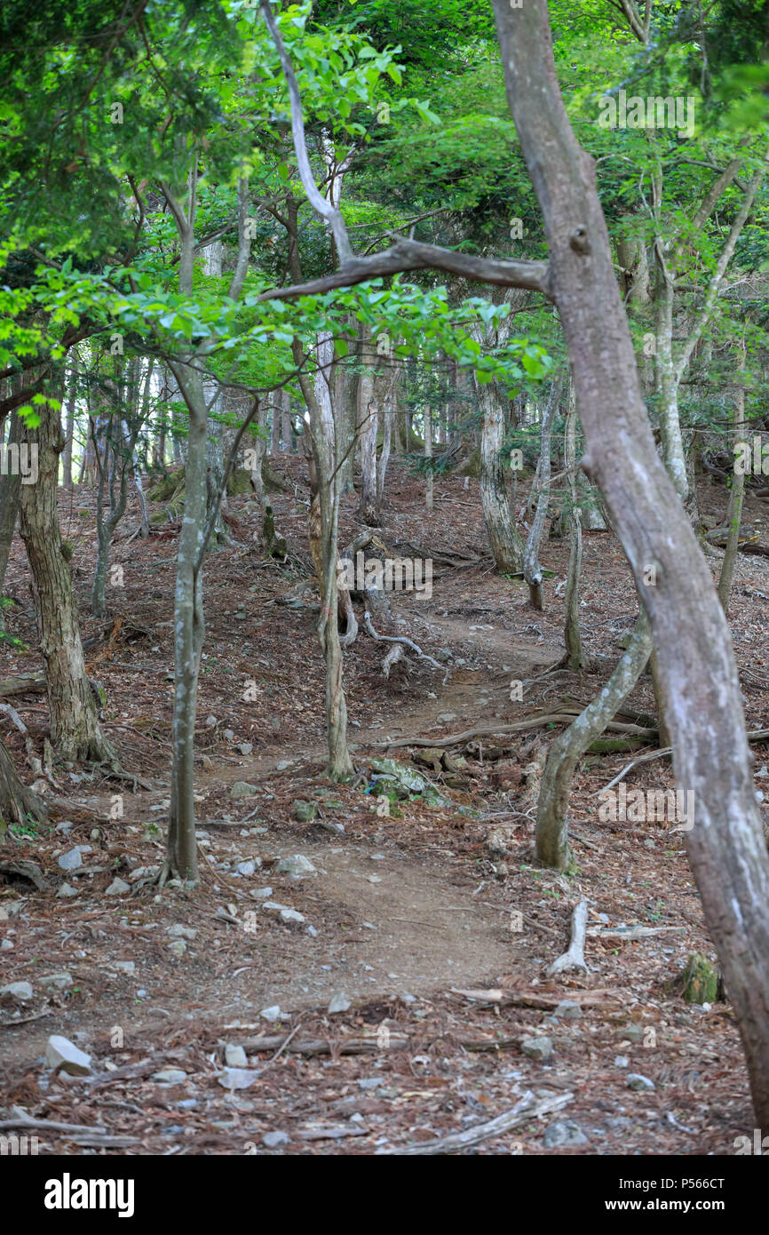 Curving dirt path up hill through natural woods Stock Photo - Alamy