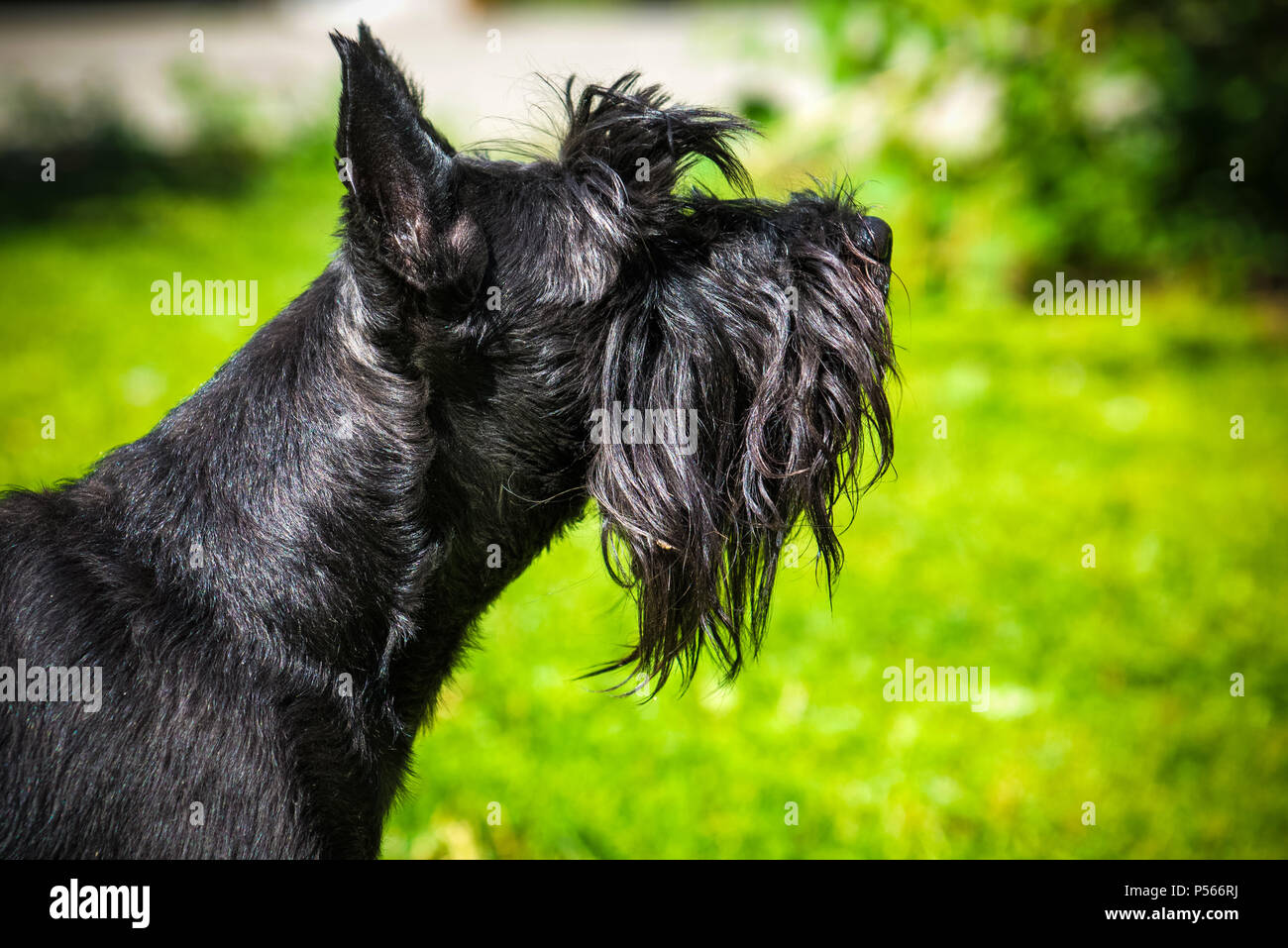 Black Miniature Schnauzer High Resolution Stock Photography and Images ...