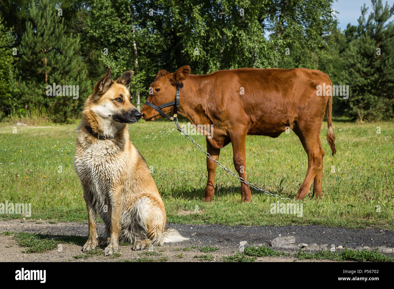 Cattle guards hi-res stock photography and images - Alamy