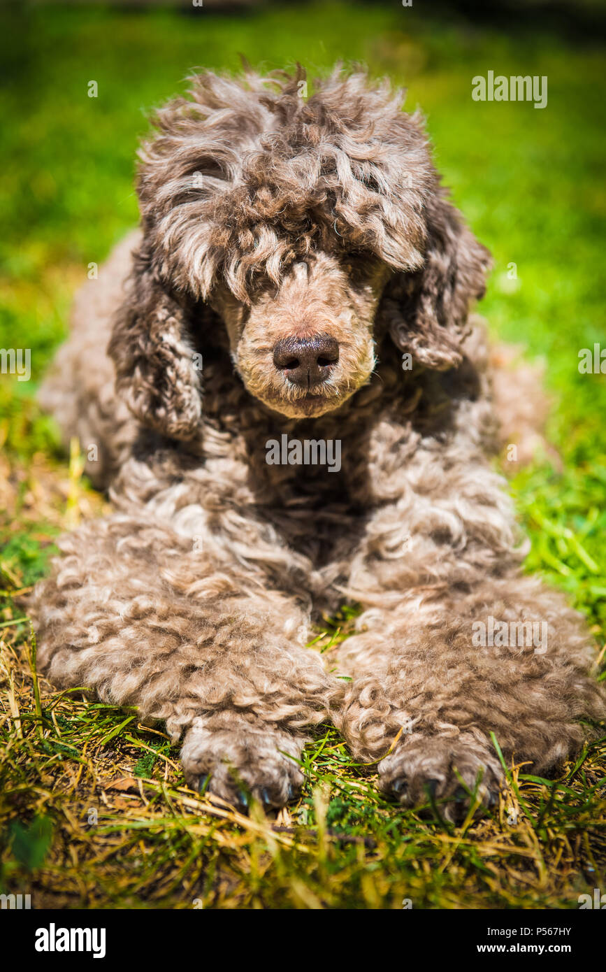 old red poodle dog portrait close up on summer nature Stock Photo - Alamy
