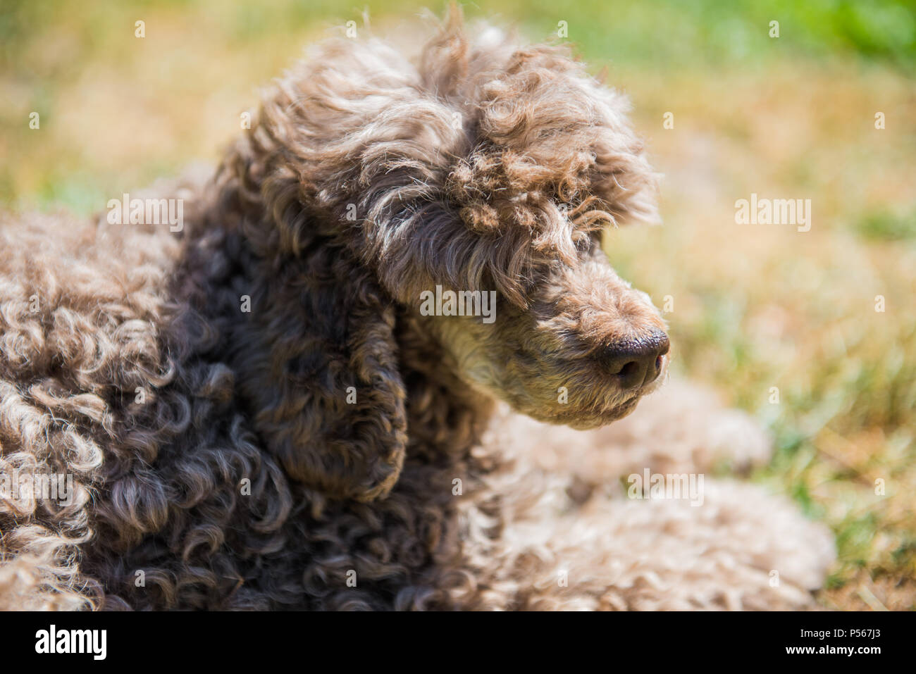 old red poodle dog portrait close up on summer nature Stock Photo - Alamy