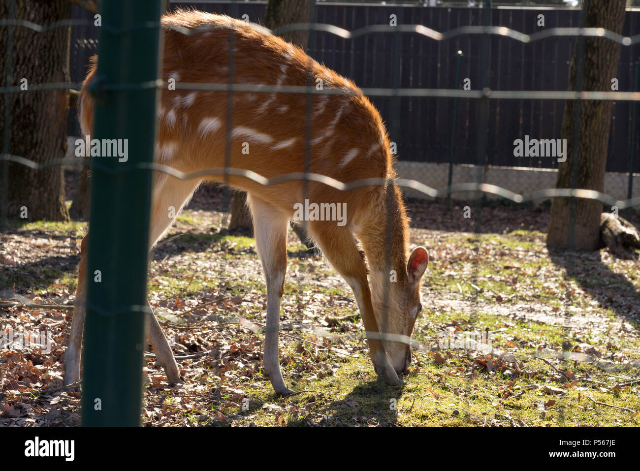 Dear green hi-res stock photography and images - Alamy