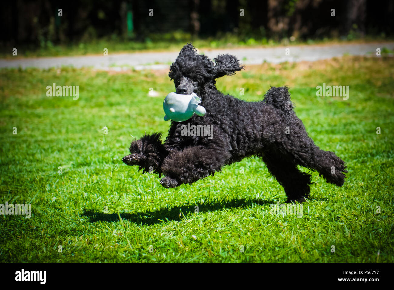 Funny poodle hi-res stock photography and images - Alamy