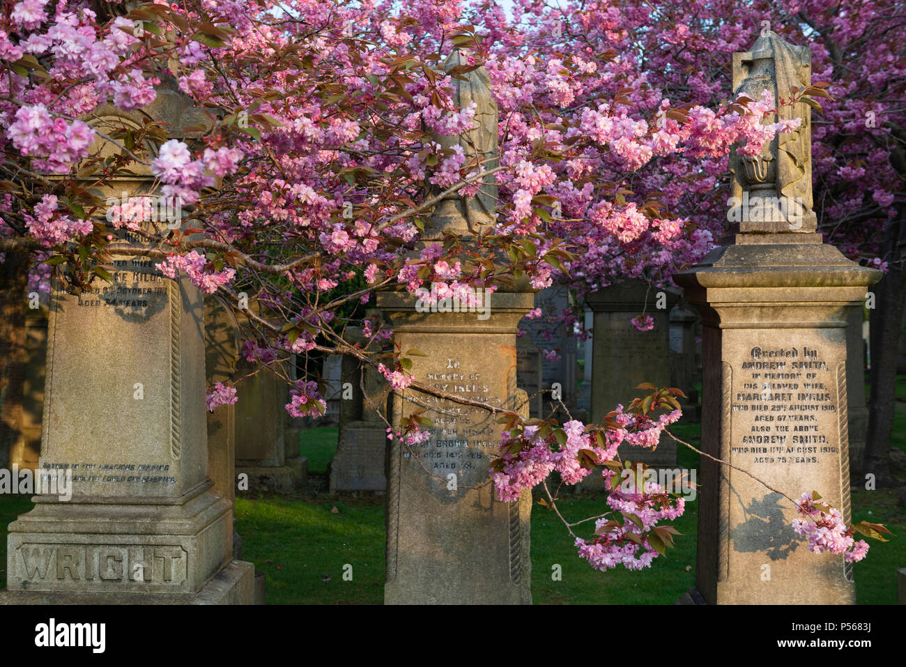 Spring Cherry Blossom Brightens Allenvale Cemetery, Aberdeen, Scotland ...