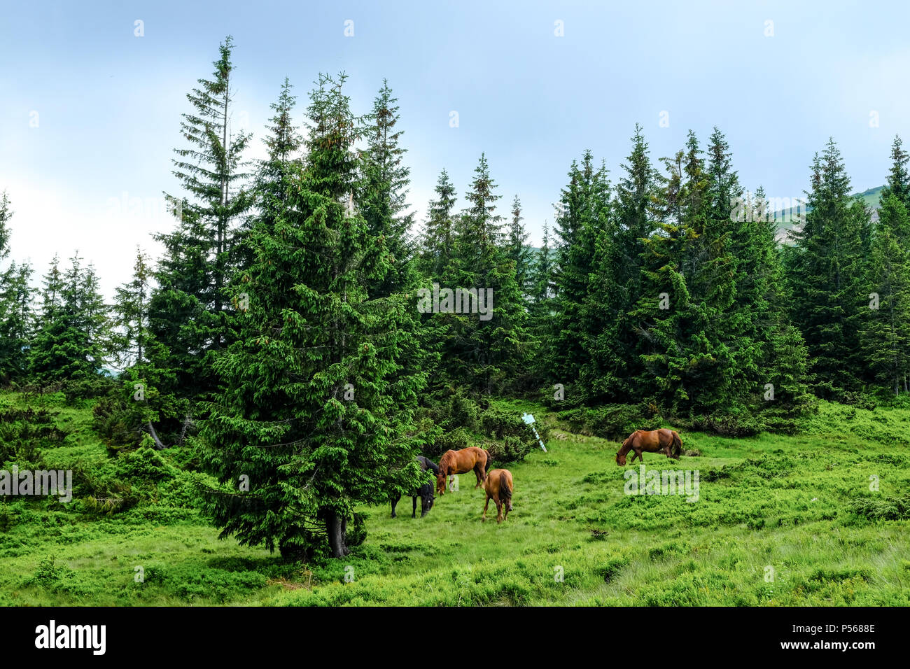 Mountain landscape in Dragobrat (Ukraine). Summer on the mountain of ...