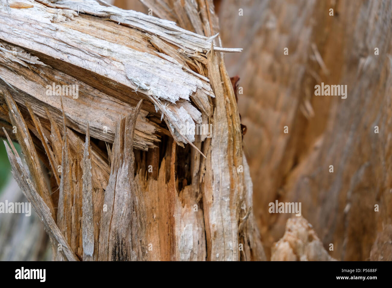 Close-up picture of wood. Inside a broken tree you can see wooden fiber ...