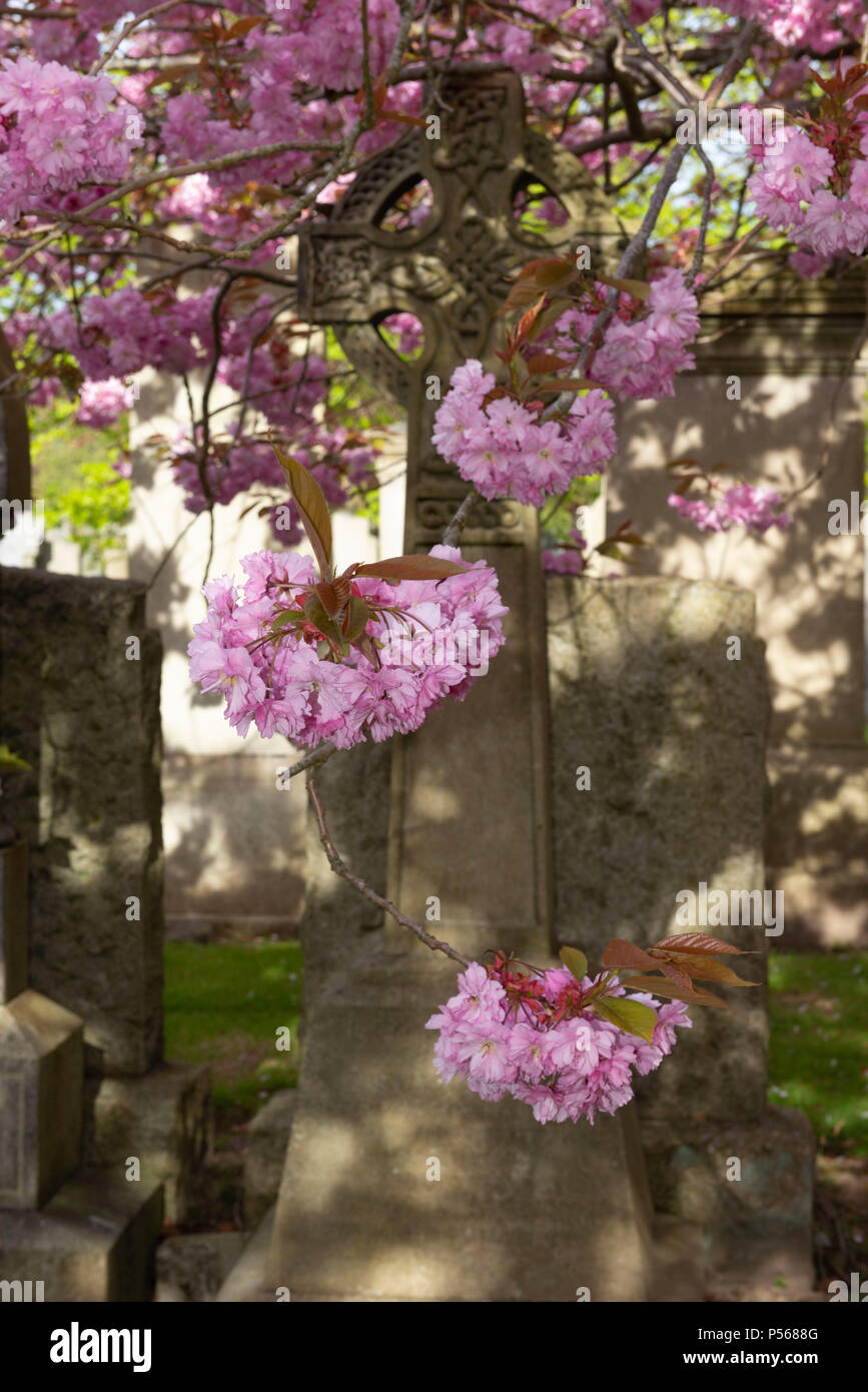 Spring Cherry Blossom Brightens Allenvale Cemetery, Aberdeen, Scotland ...