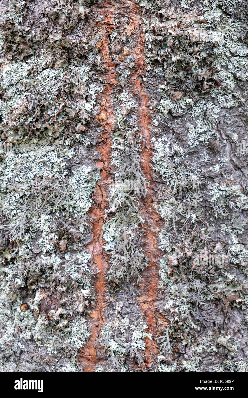 Close-up picture of wood and lichens. On the cortex of fir trees Stock ...