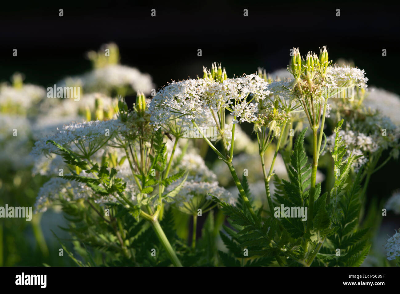 Sweet cicely hi-res stock photography and images - Alamy