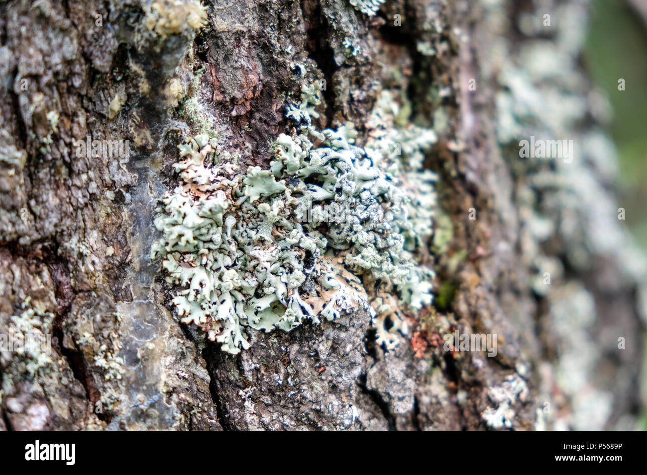 Close-up picture of wood and lichens. On the cortex of fir trees Stock ...