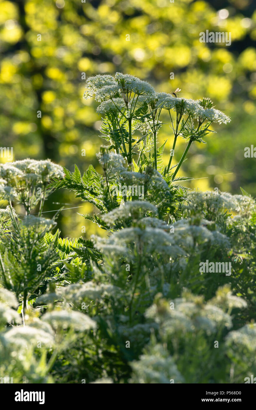 Sweet Cicely (Myrrhis Odorata) Growing in the Wild in Aberdeenshire ...