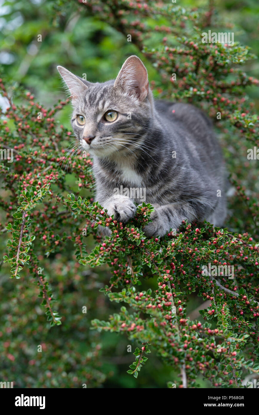Grey tabby cat hi-res stock photography and images - Alamy