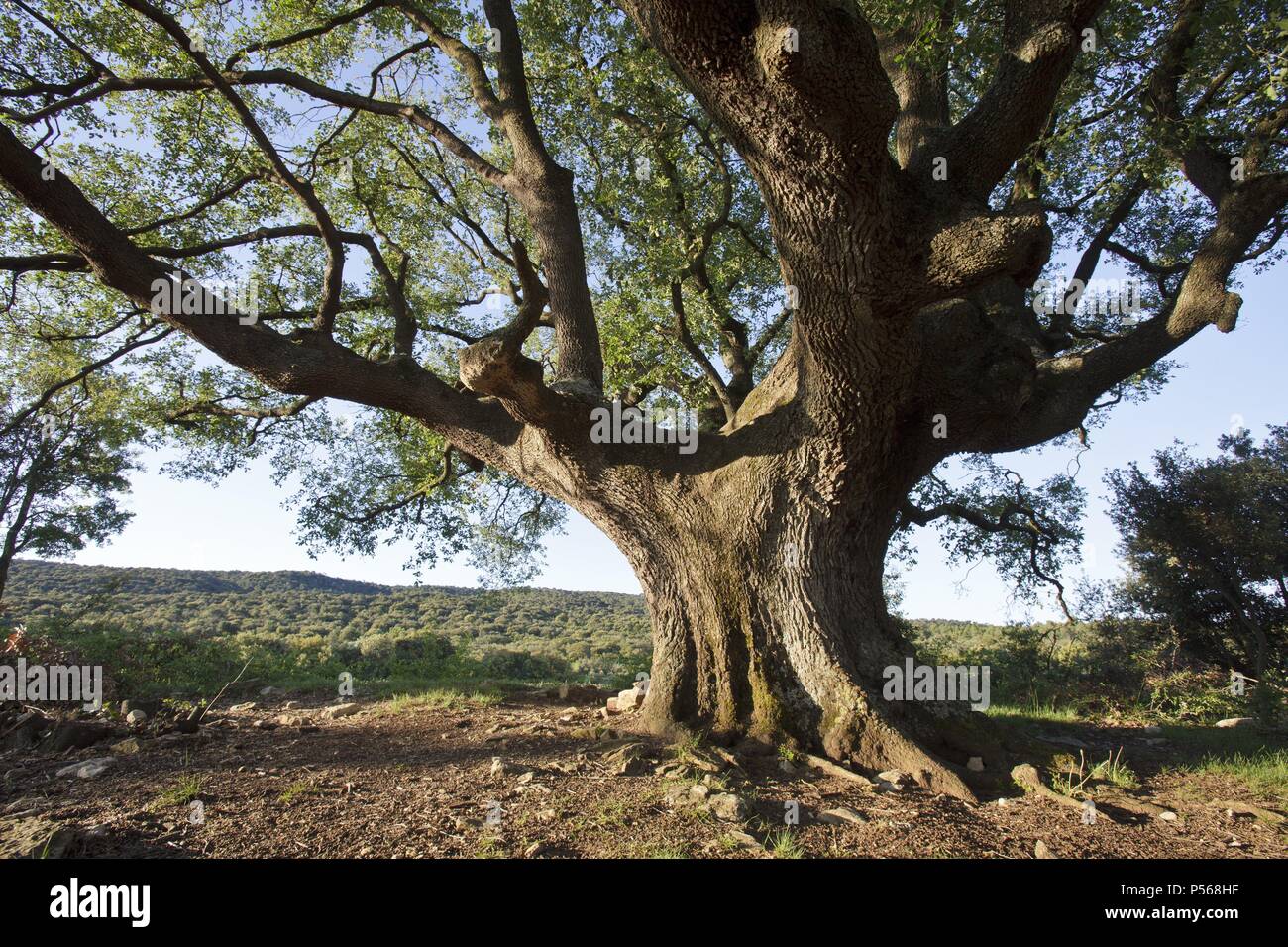 Quercus cerrioides hi-res stock photography and images - Alamy