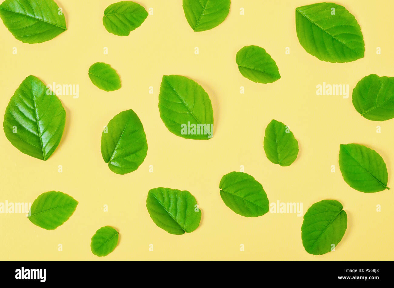 Many green leaves on yellow background Stock Photo - Alamy