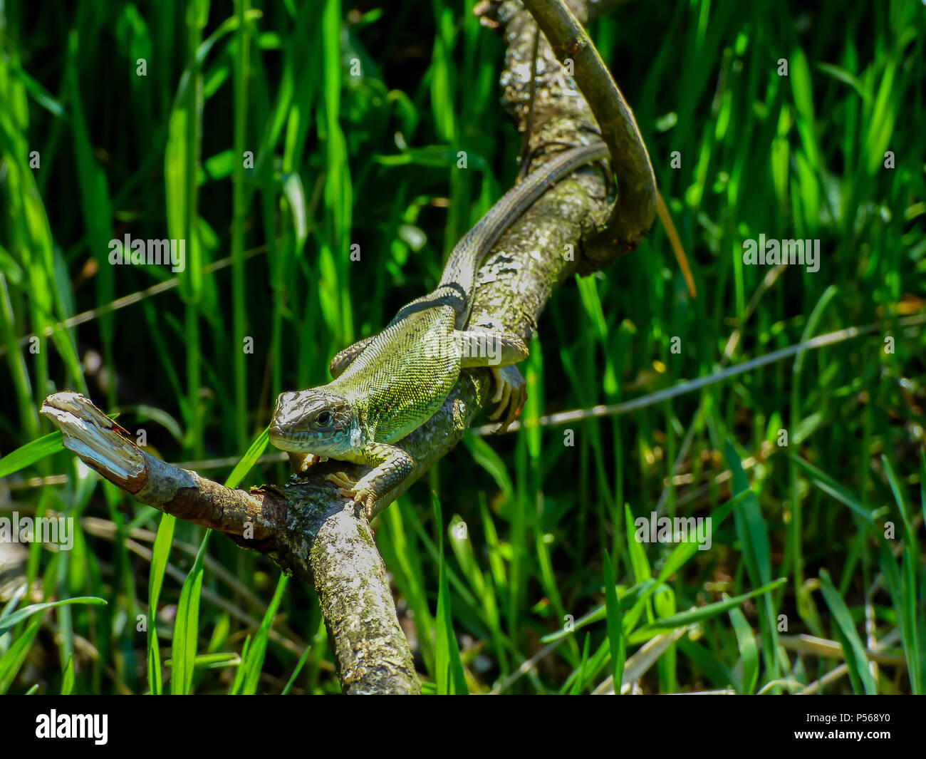 Female of european green lizard / Lacerta viridis sunbathing Stock ...