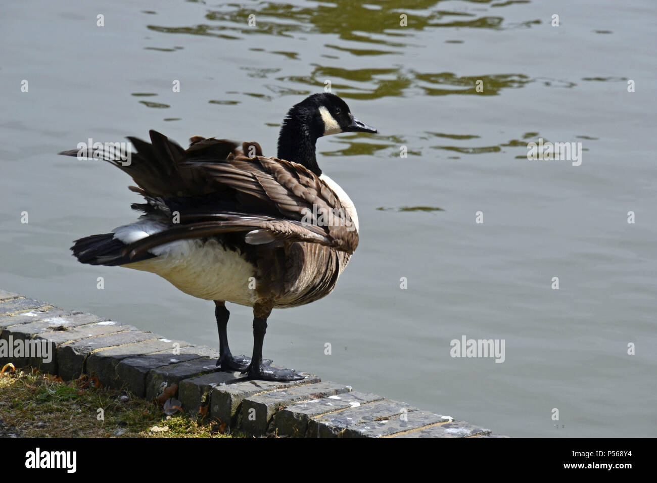 Goose fluffing feathers hi-res stock photography and images - Alamy