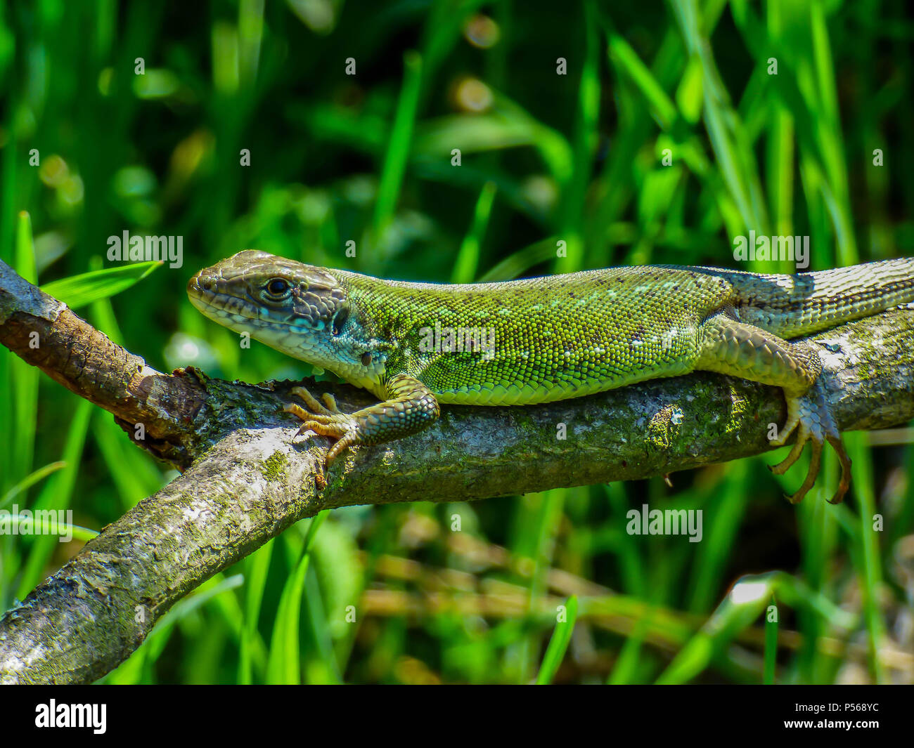 Female of european green lizard / Lacerta viridis sunbathing Stock ...