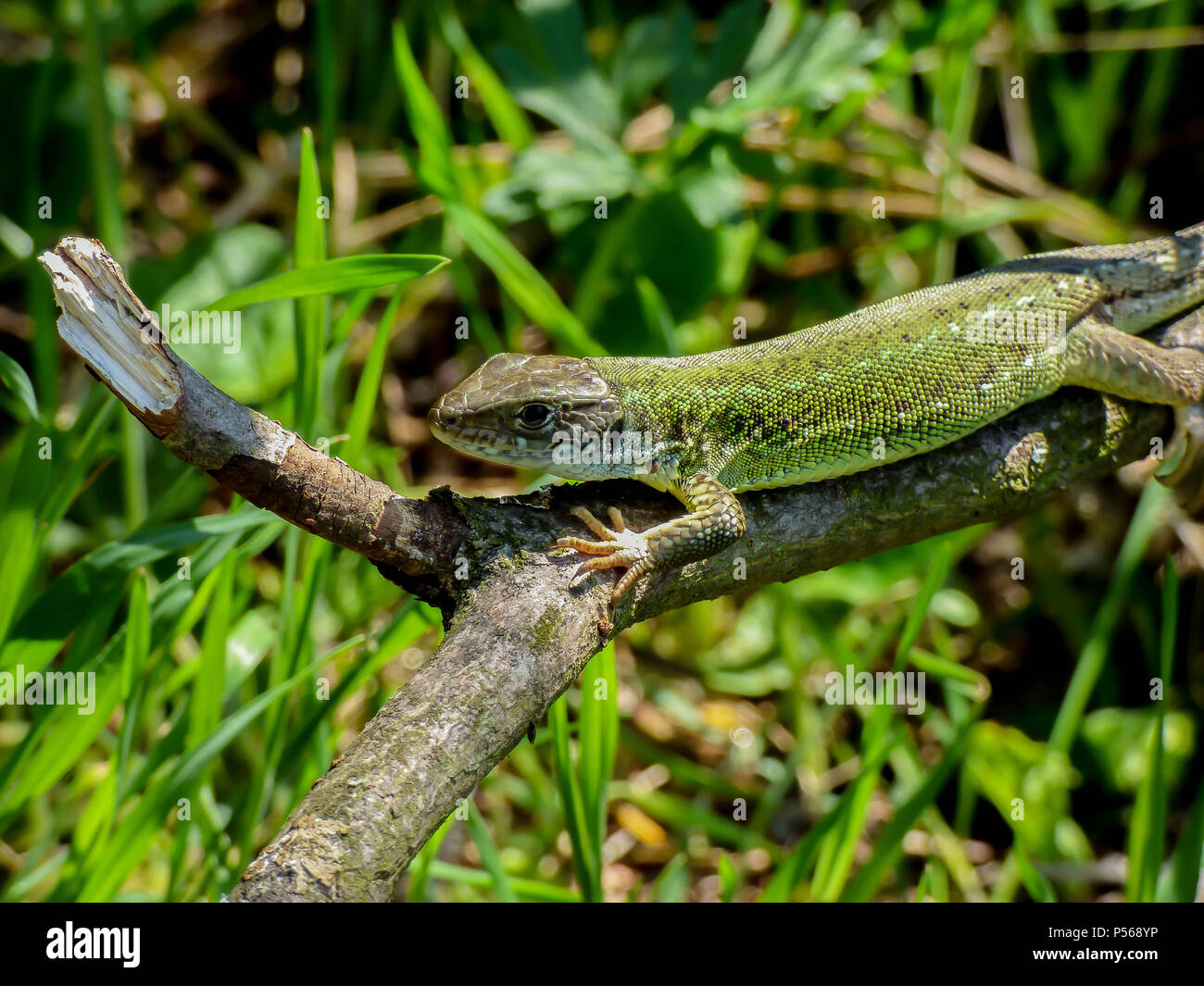 Female of european green lizard / Lacerta viridis sunbathing Stock ...
