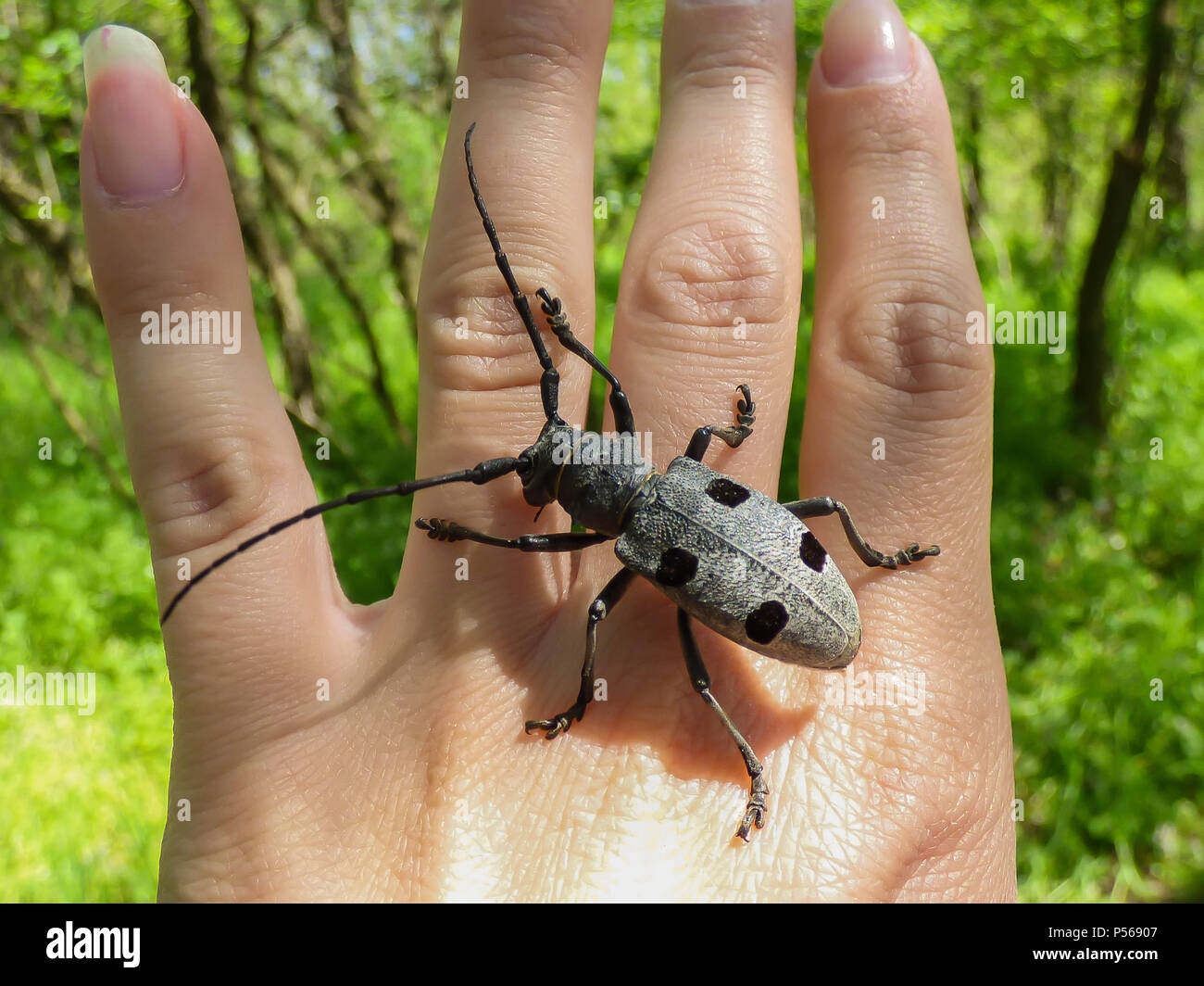 Gray beetle with black marks (Morimus funereus) on the hand Stock Photo ...