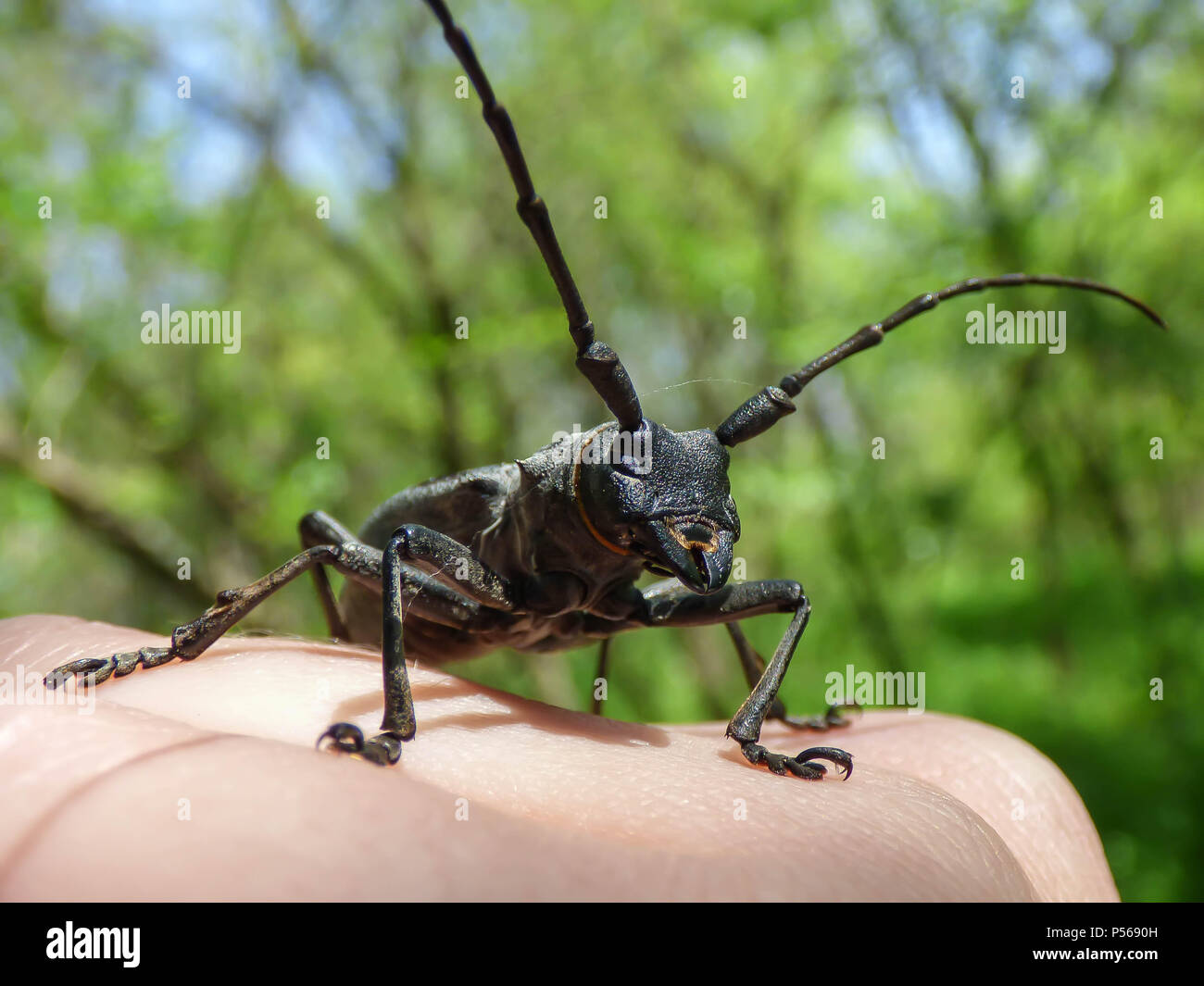 Gray beetle with black marks (Morimus funereus) on the hand Stock Photo ...