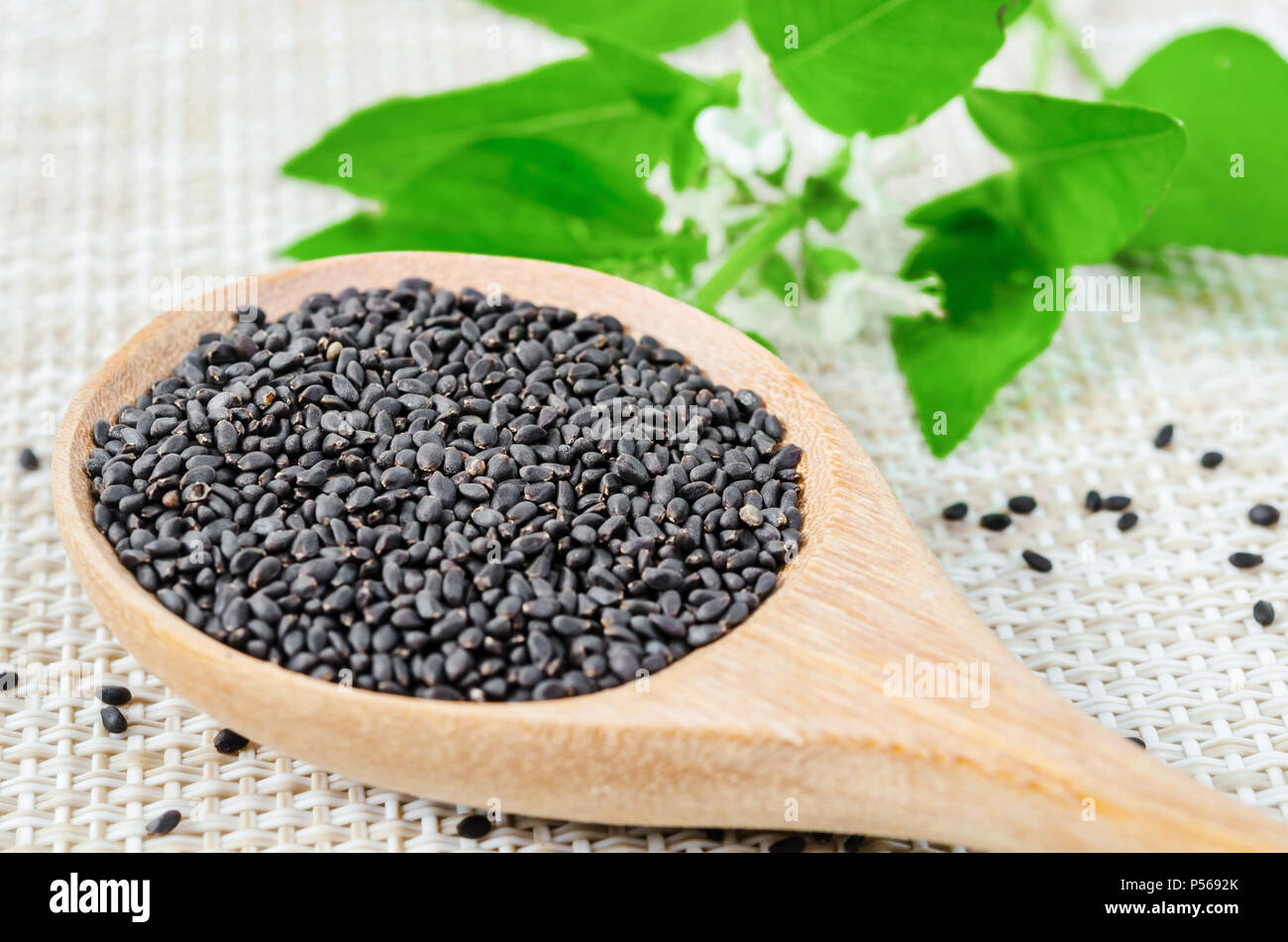 Lemon basil seeds in wooden spoon with green leaf lemon basil on ...