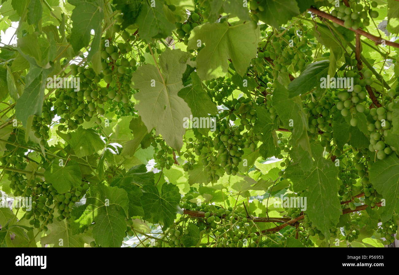 Close-up growing clusters of grapes are in green shadow under lush ...