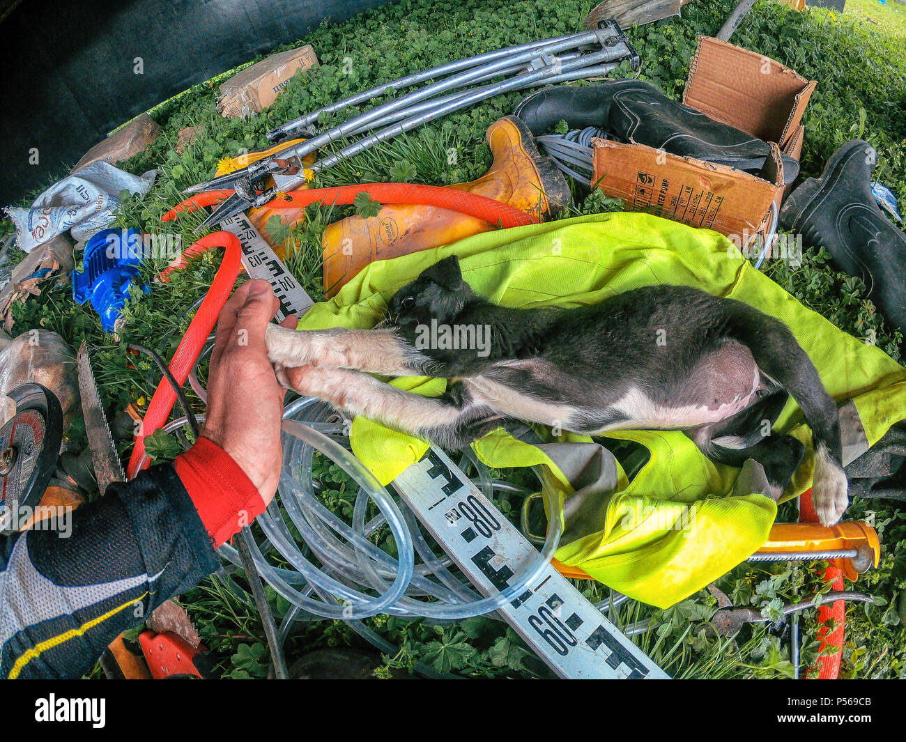 Wolf pup care hi-res stock photography and images - Alamy
