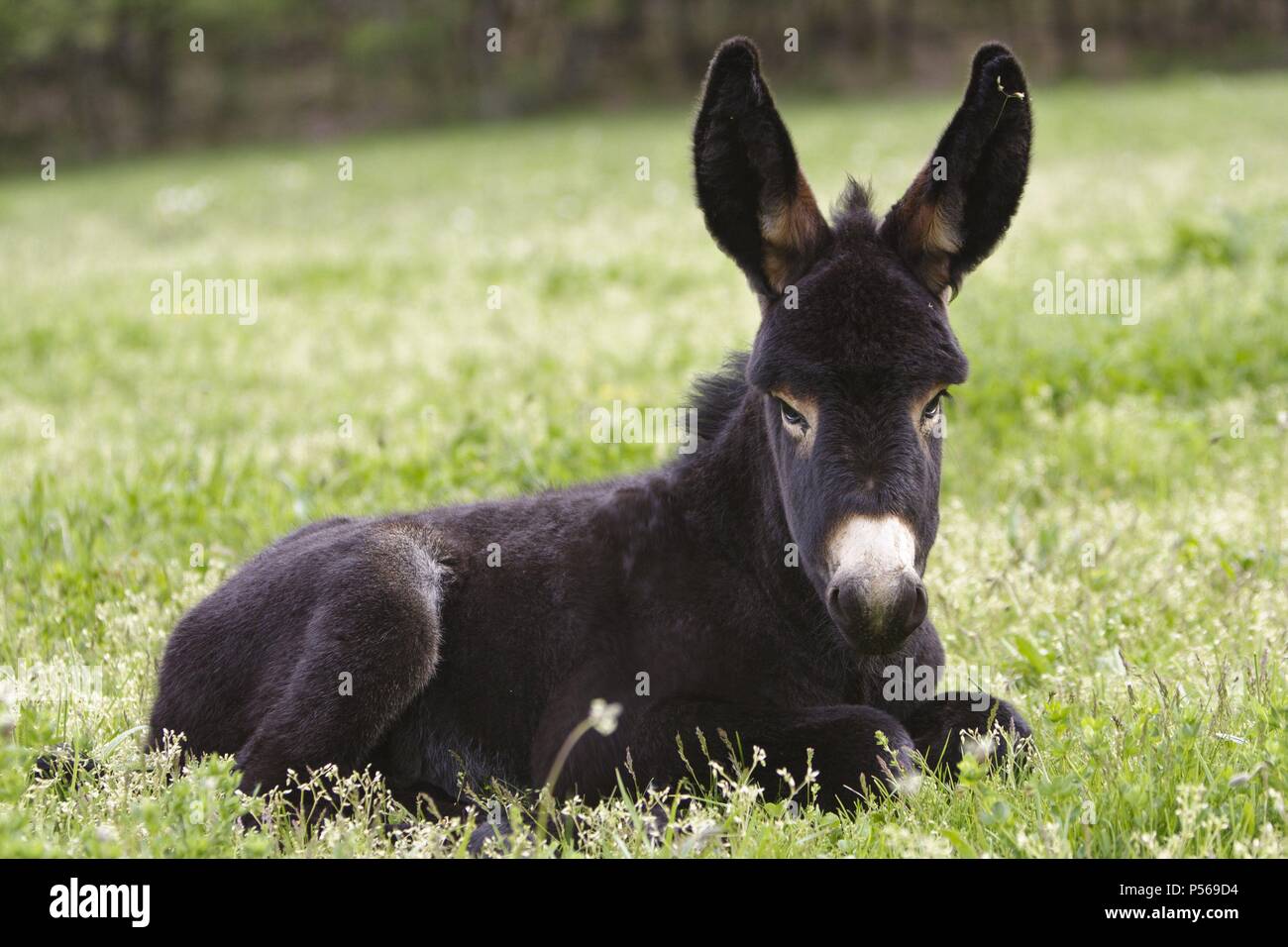Catalonian race hi-res stock photography and images - Alamy