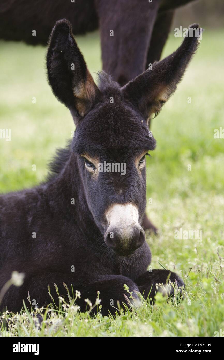 Catalonian race hi-res stock photography and images - Alamy