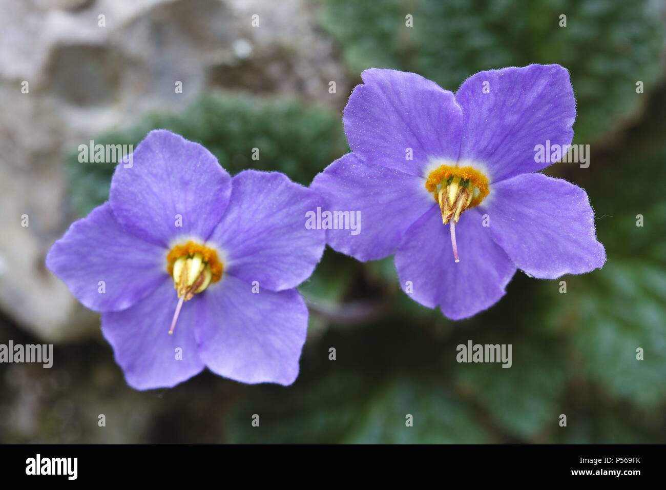 Pyrenean ramonda hi-res stock photography and images - Alamy