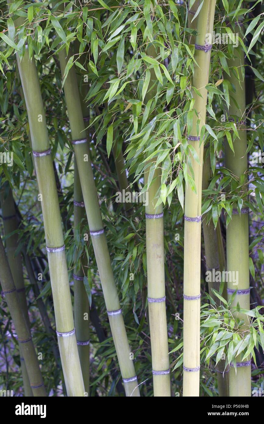 Subfamily bambusoideae hi-res stock photography and images - Alamy