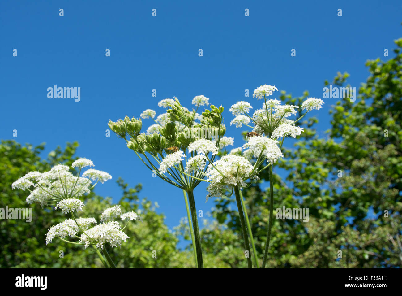 Wild parsley hi-res stock photography and images - Alamy