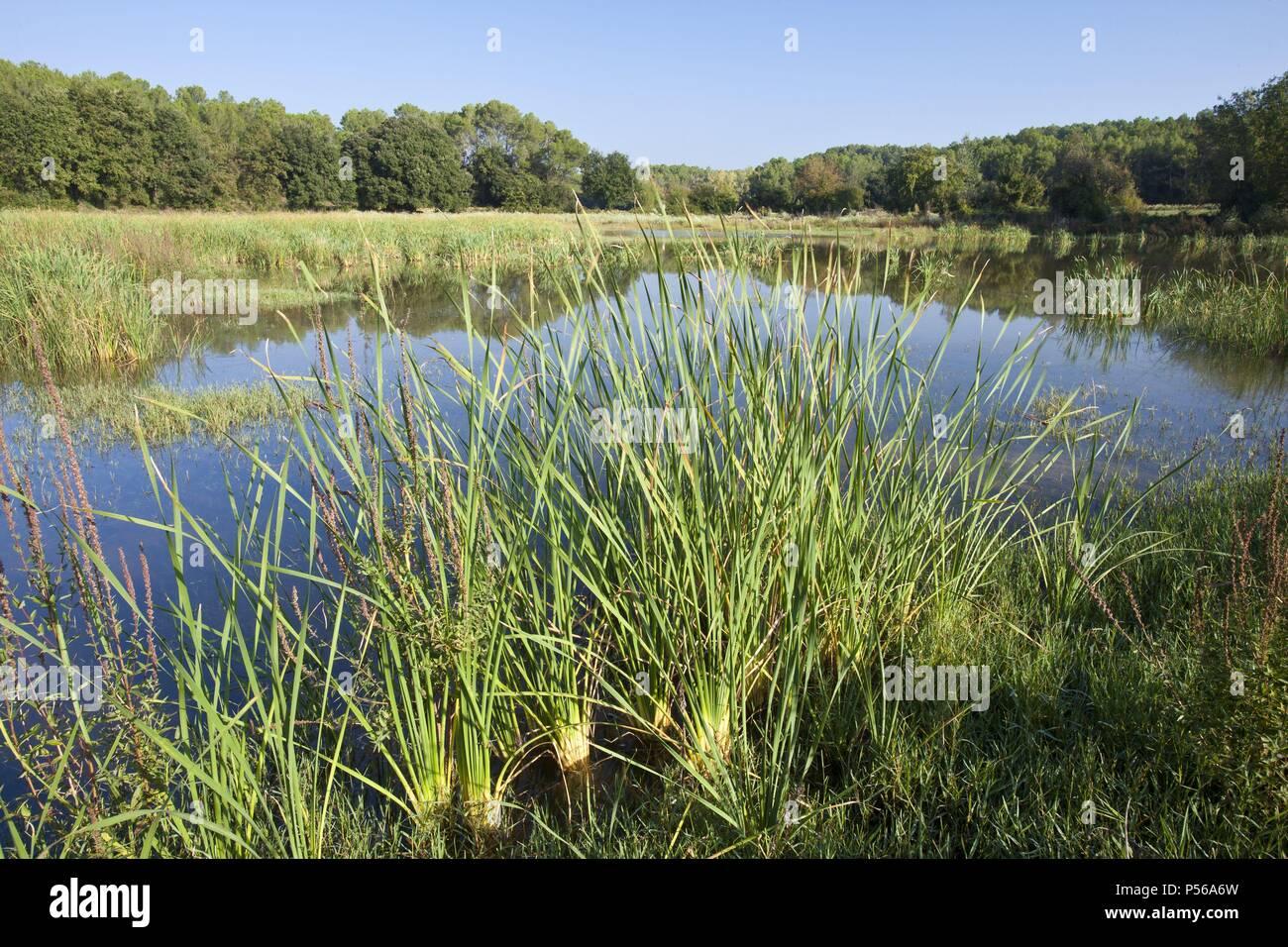 La Aulina lagoon. Banyoles Lake Area of?? Natural Interest. Province of ...