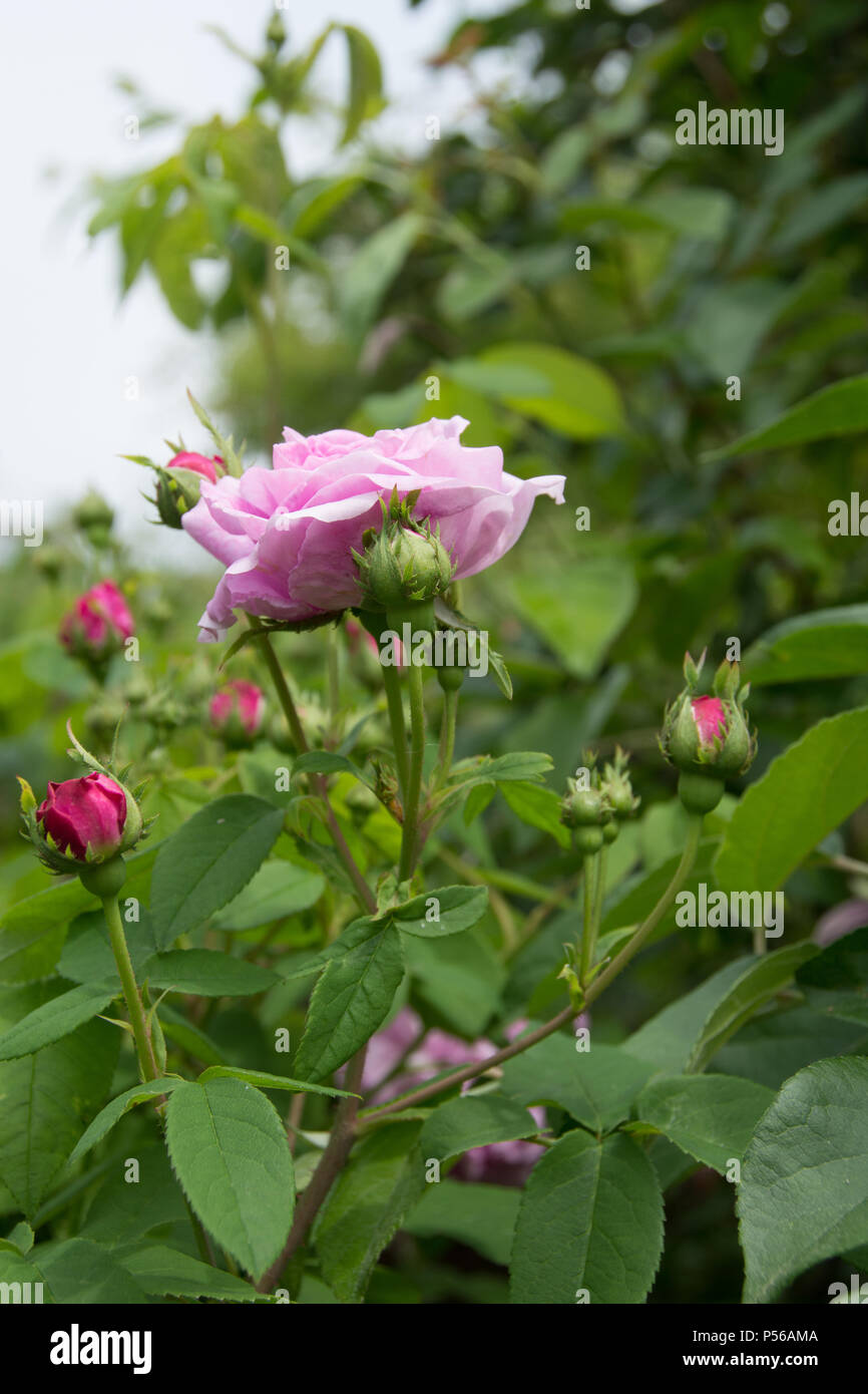 Pale pink shade hi-res stock photography and images - Alamy