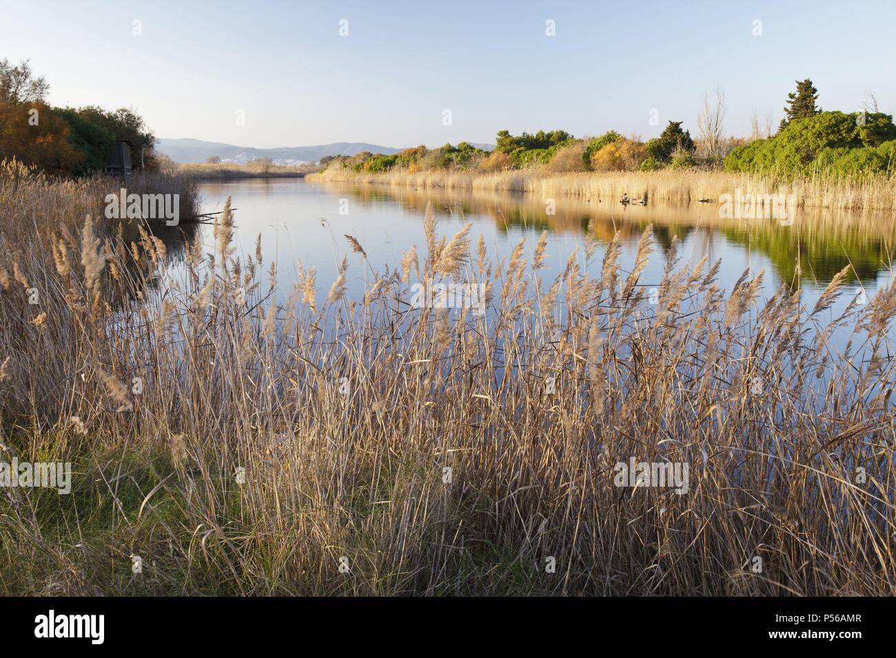 Delta Del Llobregat Natural Park High Resolution Stock Photography and ...