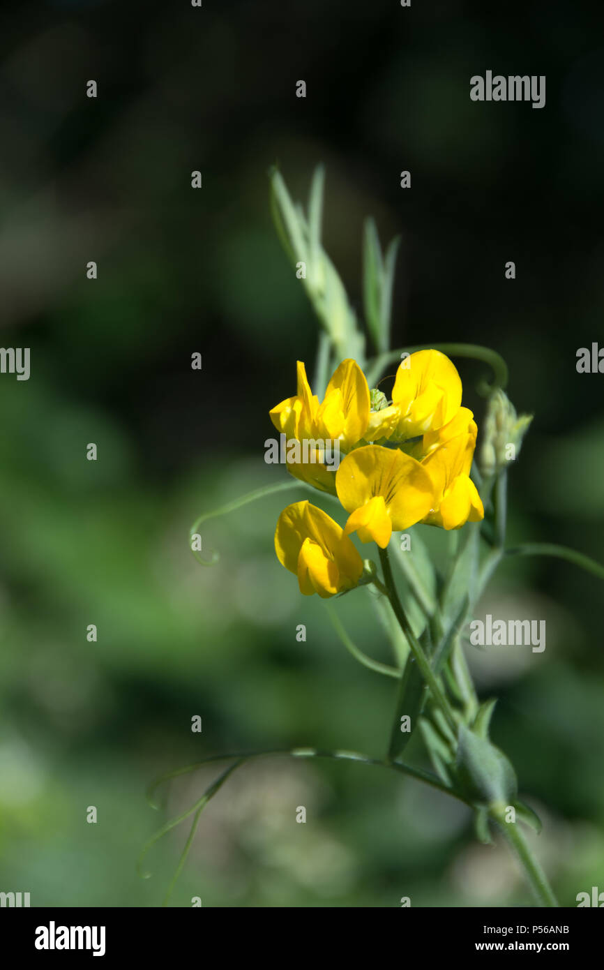 Upright growing leaves hi-res stock photography and images - Alamy