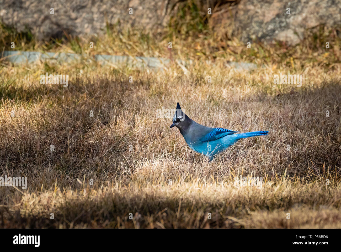 Stellar Blue Jay (Cyanocitta stelleri) in Woodland Park, Colorado Stock ...