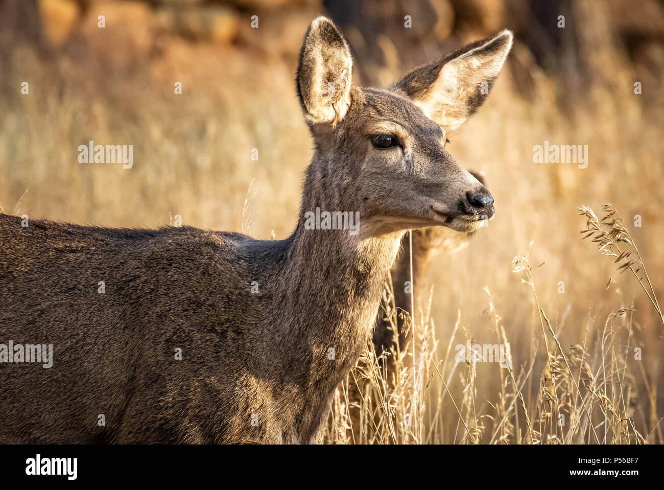 Mule Deer doe on a winter range in Colorado Stock Photo - Alamy