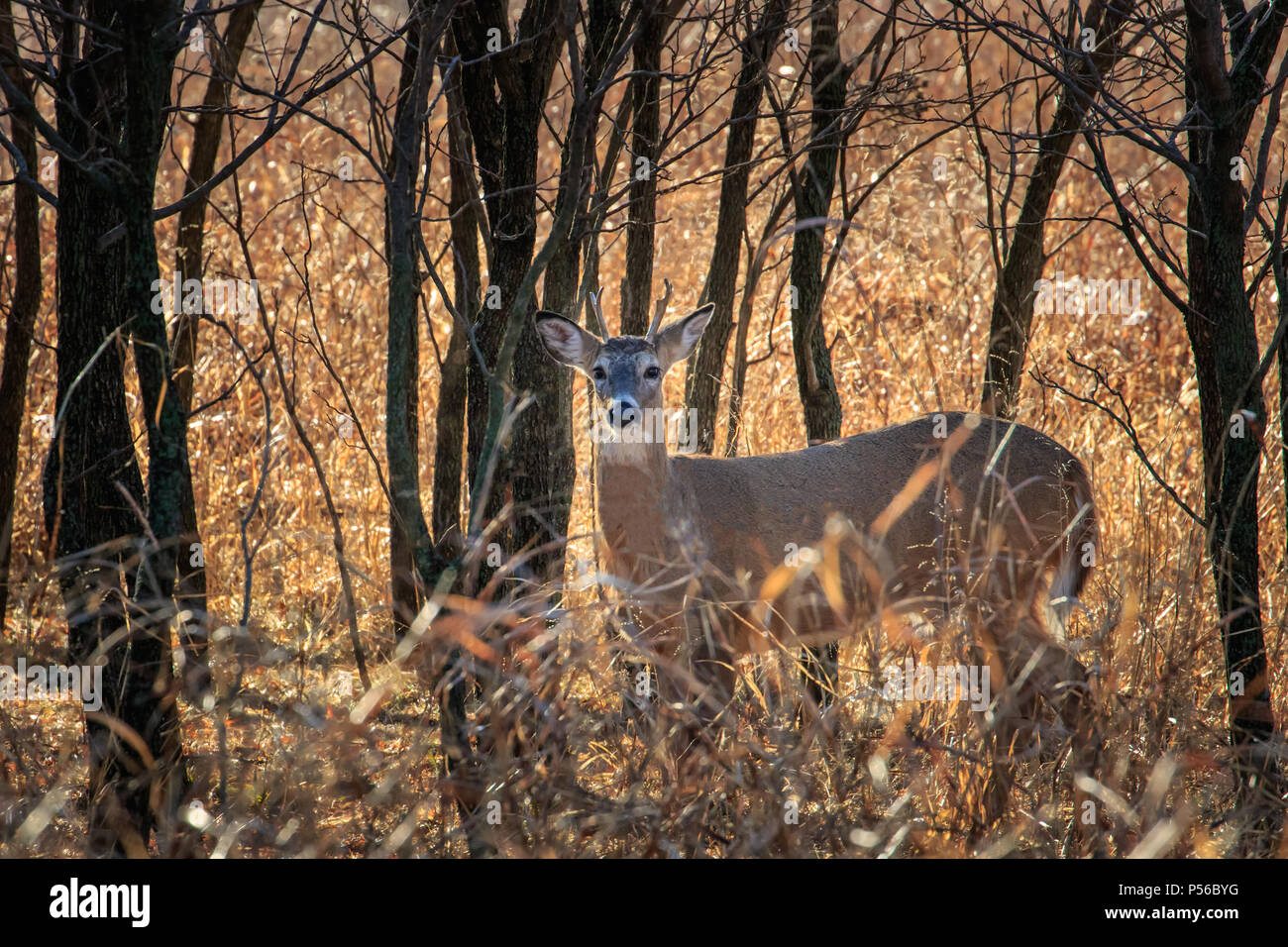 A young White tailed deer (Odocoileus virginianus) buck hiding in a ...