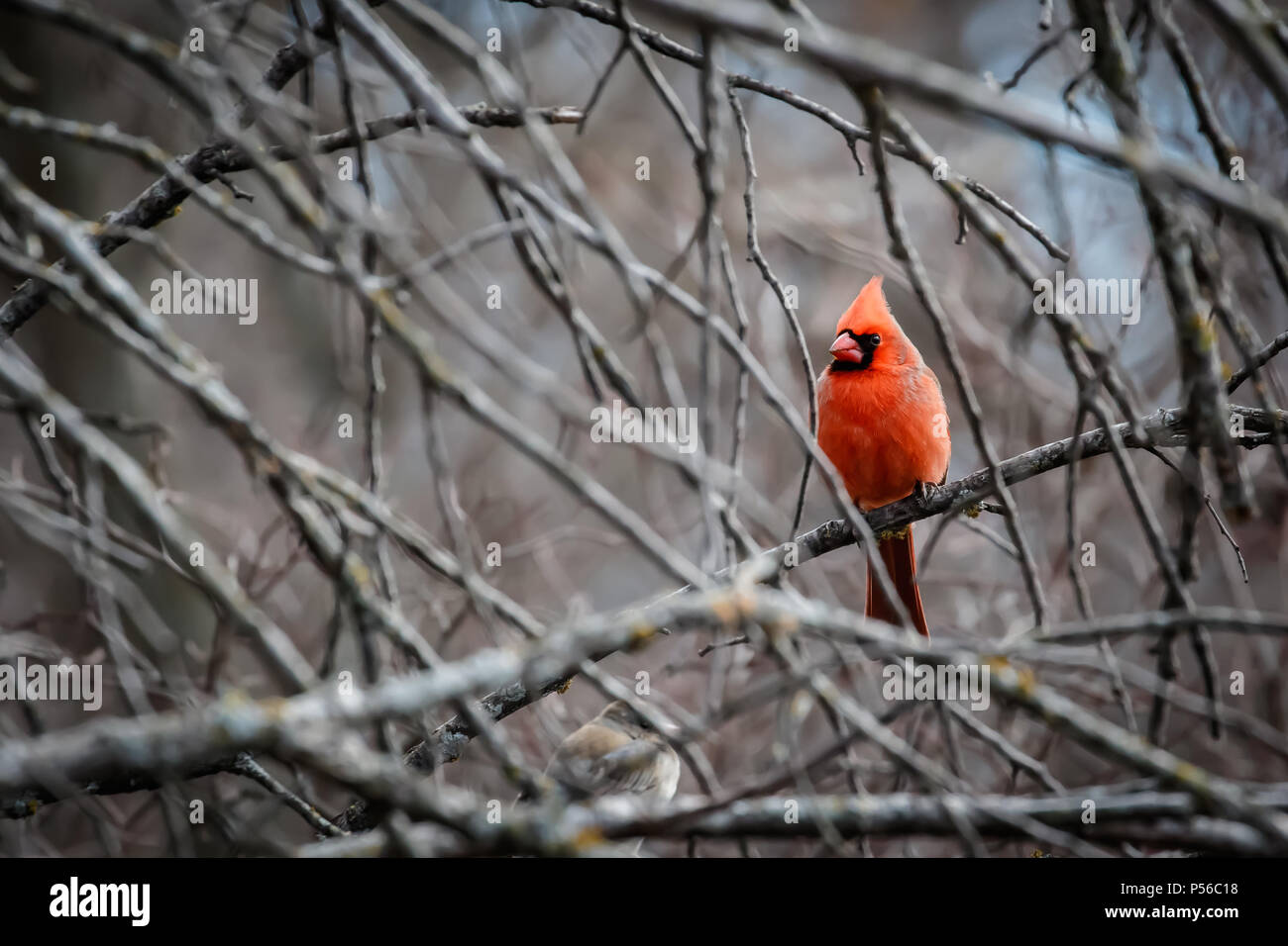 Male Cardinal (Cardinalis cardinalis) sitting in a winter tree Stock ...