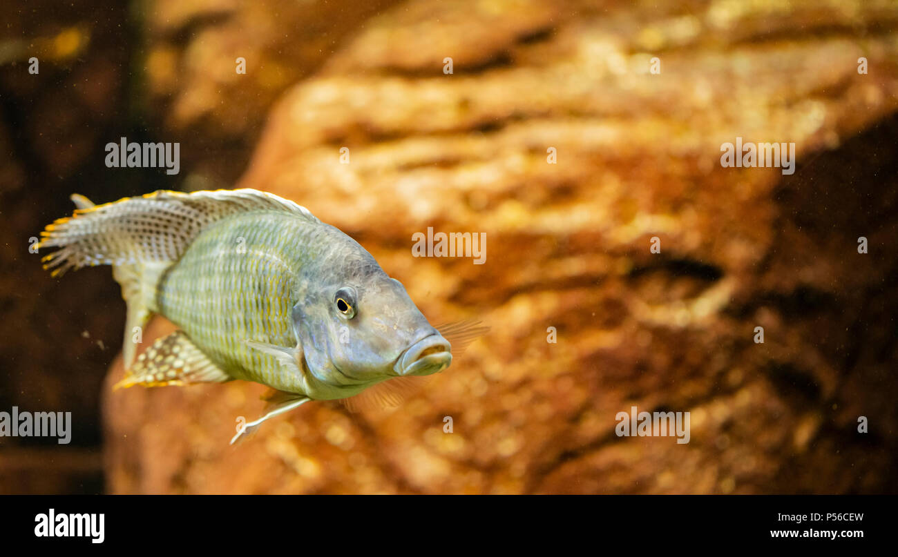 Ciclid fish (Fossorochromis rostratus) in the water Stock Photo - Alamy