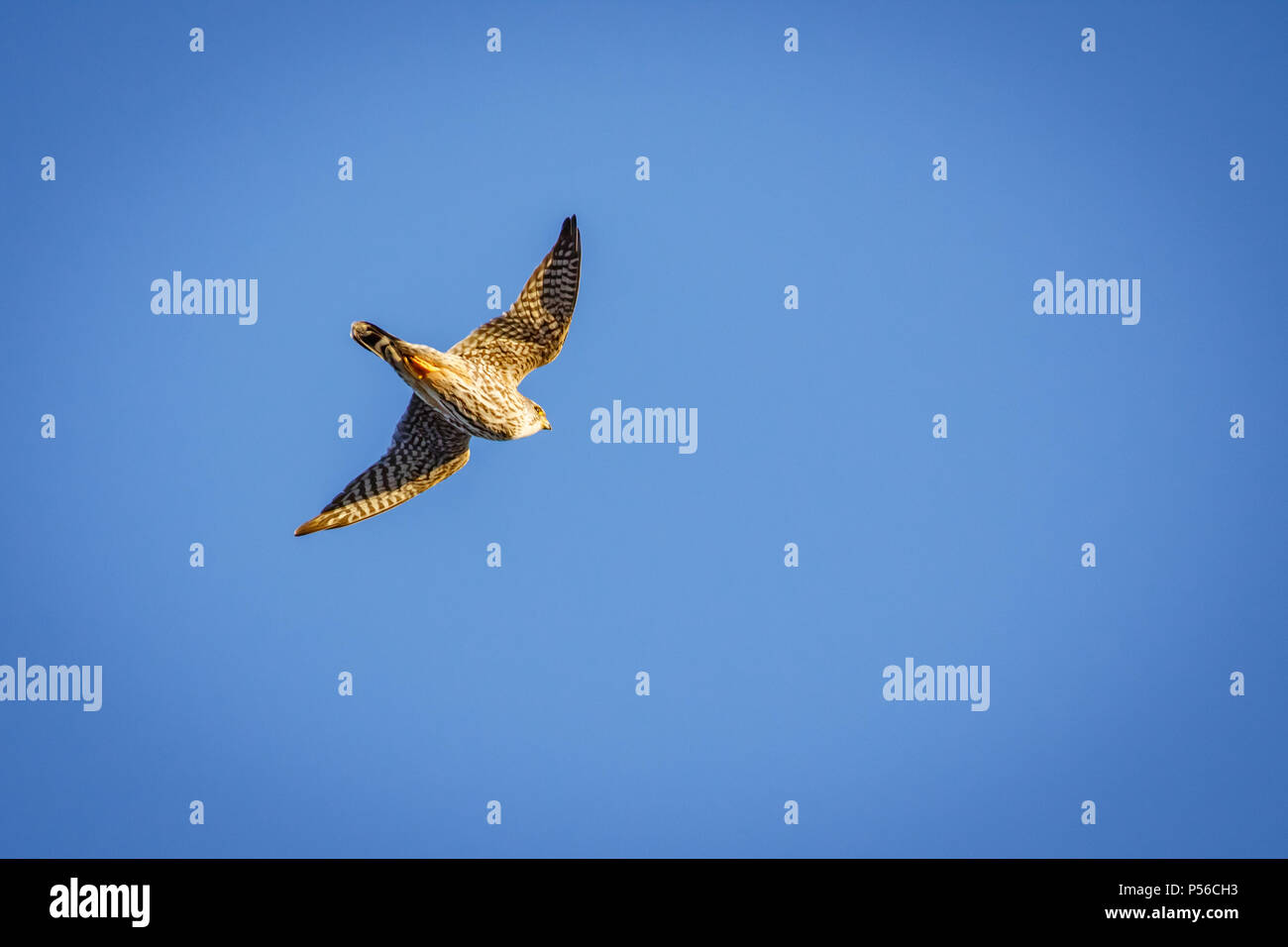 Merlin in flight bird hi-res stock photography and images - Alamy