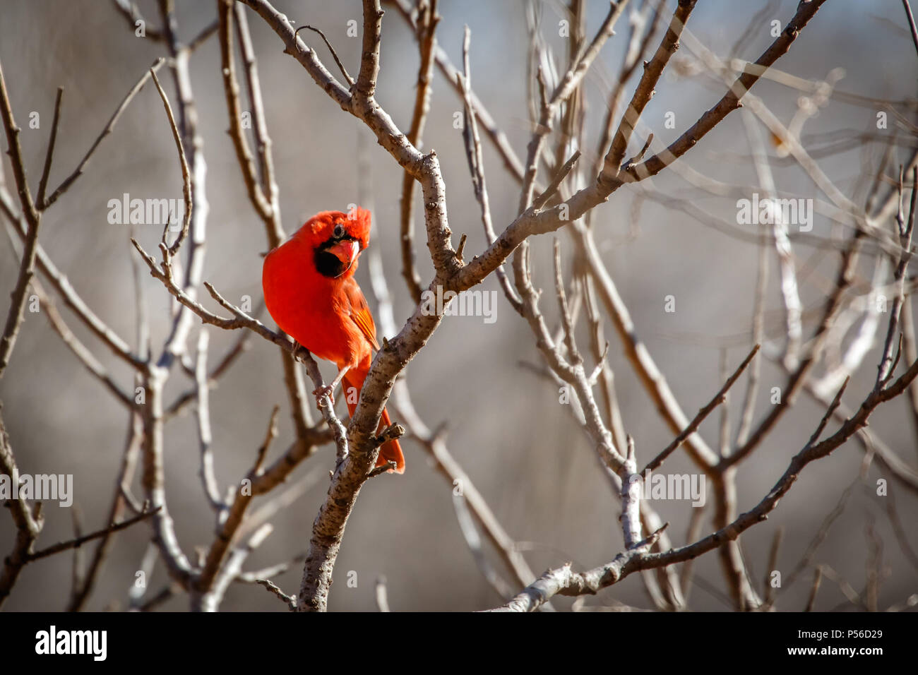 Brilliant red cardinal hi-res stock photography and images - Alamy
