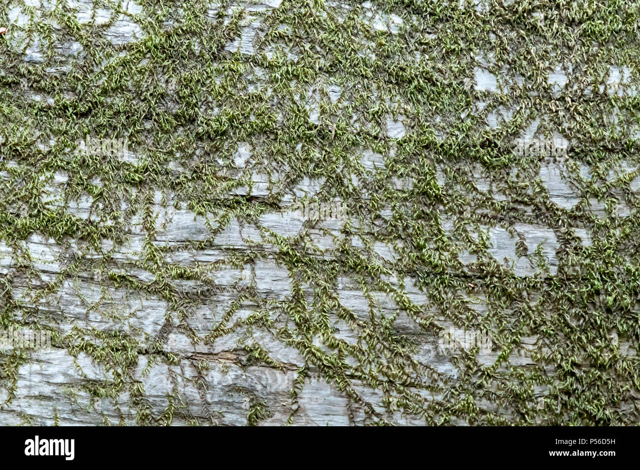 Moss covered old wooden log background texture Stock Photo - Alamy