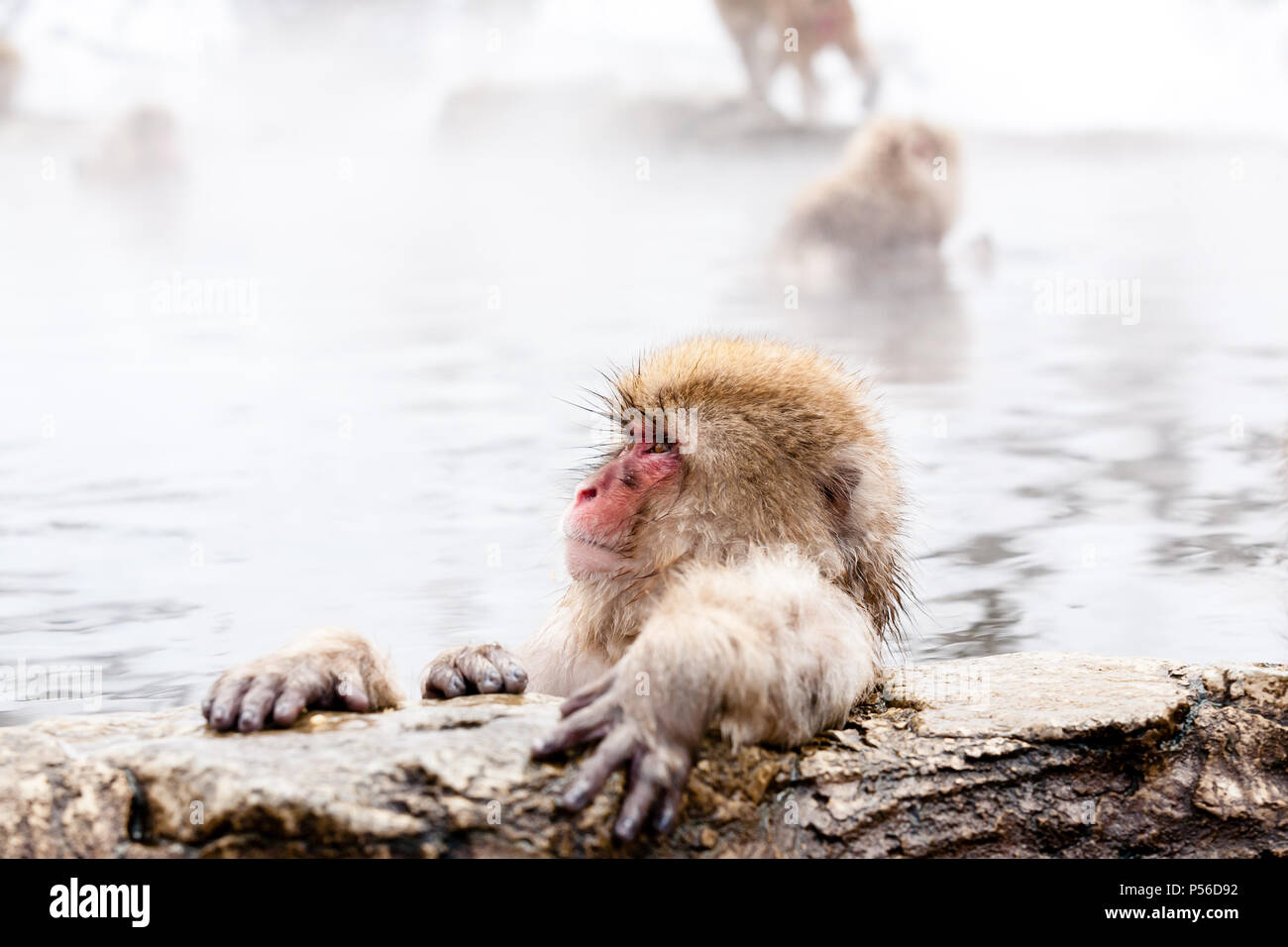 Cute japanese snow monkey sitting in a hot spring. Nagano Prefecture ...