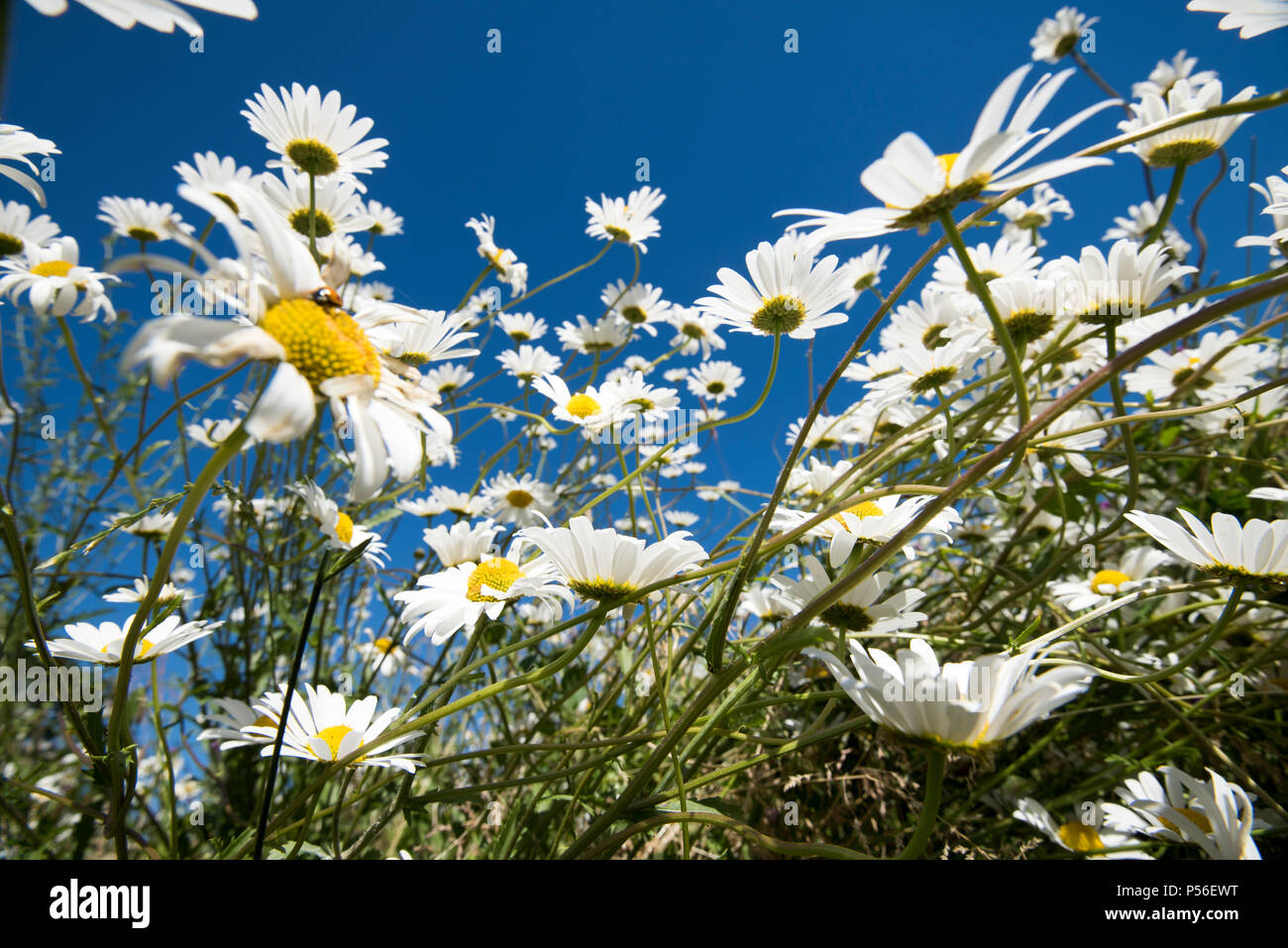 Gedling, nottinghamshire hi-res stock photography and images - Alamy