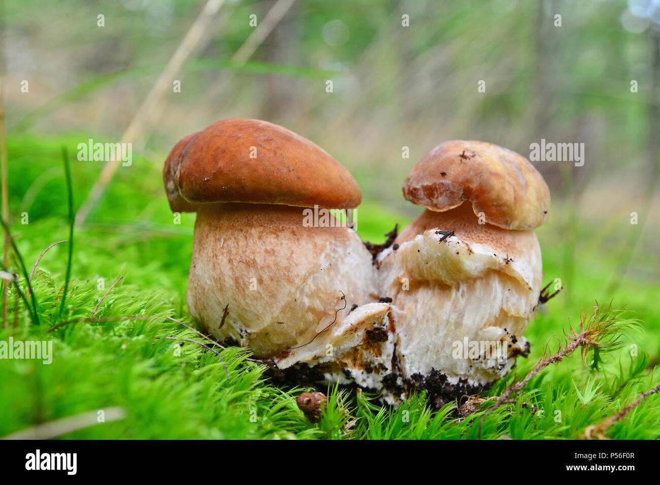 boletus edulis mushrooms on the forest Stock Photo - Alamy