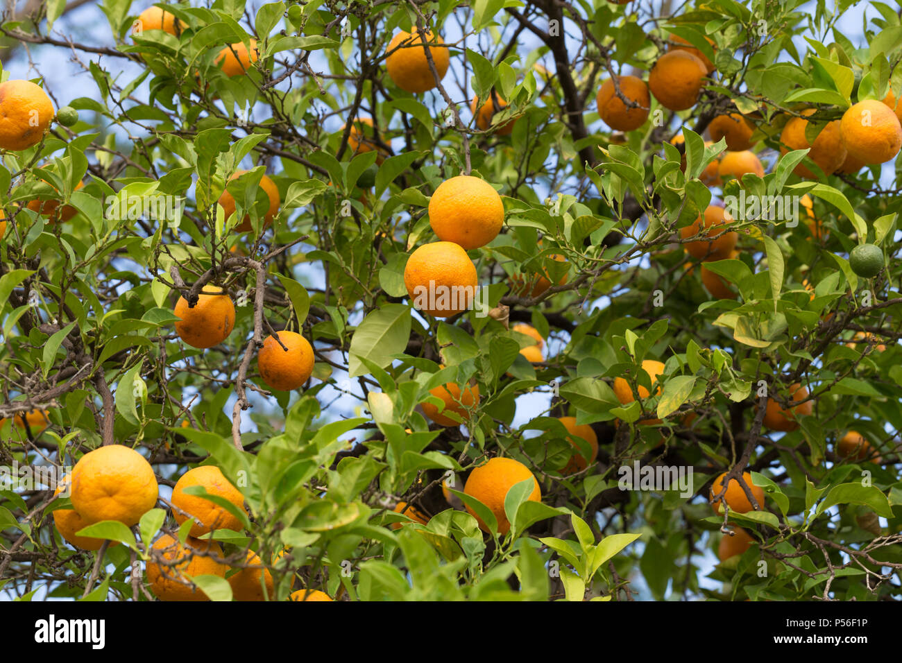 Court of the oranges hi-res stock photography and images - Alamy
