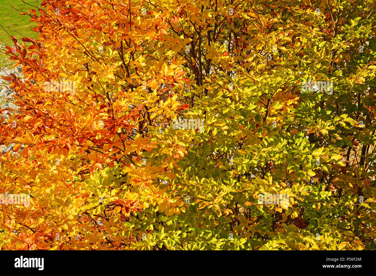 vivid colors of trees and leaves in the fall Stock Photo - Alamy